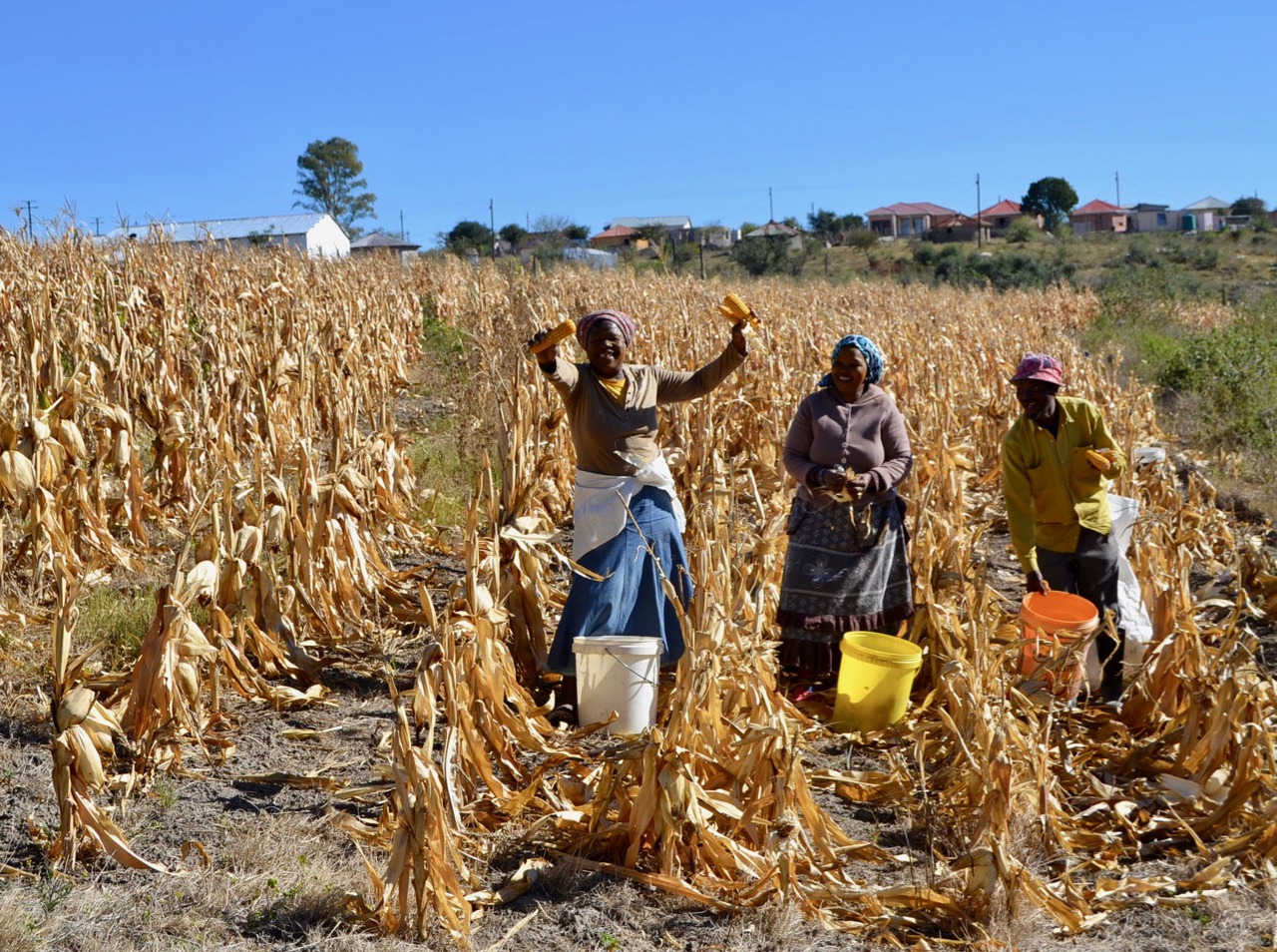 Farmers in Eastern Cape village have to give their crops away | GroundUp